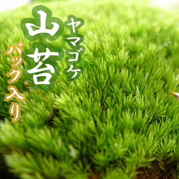 ※写真はイメージです。植物は色や形状など個体差がございます。【※※商品の特性上、発送までに１週間程度かかる場合がございます。※※】【※メーカー直送品のため、コケ以外の他の商品とは同梱できません※】ホソバオキナゴケ、マンジュウゴケともよばれ、...