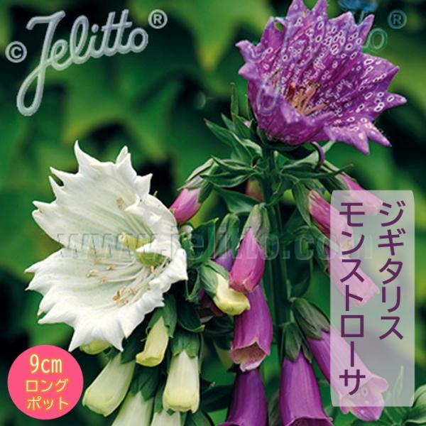 【こちらはご予約商品です】【発送時期の異なる商品とは同梱できません】発送時期が異なる商品を同時注文される場合、別送となるため追加で送料が発生します！発送時期については商品名・配送予定欄にてご確認いただくか、事前に同梱可能かお問合せください。...