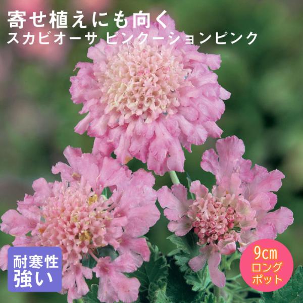 【こちらはご予約商品です】【発送時期の異なる商品とは同梱できません】発送時期が異なる商品を同時注文される場合、別送となるため追加で送料が発生します！発送時期については商品名・配送予定欄にてご確認いただくか、事前に同梱可能かお問合せください。...