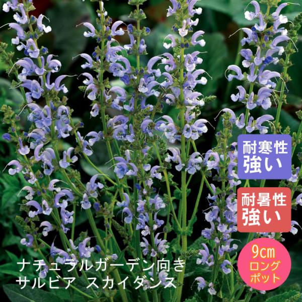 【こちらはご予約商品です】【発送時期の異なる商品とは同梱できません】発送時期が異なる商品を同時注文される場合、別送となるため追加で送料が発生します！発送時期については商品名・配送予定欄にてご確認いただくか、事前に同梱可能かお問合せください。...