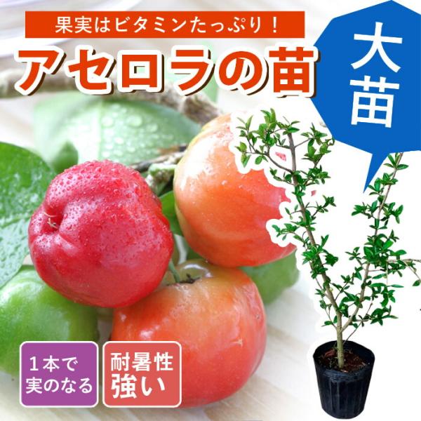 【こちらはご予約商品です】【発送時期の異なる商品とは同梱できません】発送時期が異なる商品を同時注文される場合、別送となるため追加で送料が発生します！発送時期については商品名・配送予定欄にてご確認いただくか、事前に同梱可能かお問合せください。...