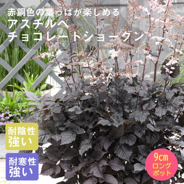 【発送時期の異なる商品とは同梱できません】発送時期が異なる商品を同時注文される場合、別送となるため追加で送料が発生します。発送時期については商品名・配送予定欄にてご確認いただくか、事前に同梱可能かお問合せください。※写真はイメージです。植物...