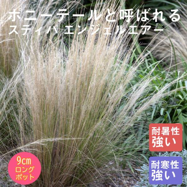 【こちらはご予約商品です】【発送時期の異なる商品とは同梱できません】発送時期が異なる商品を同時注文される場合、別送となるため追加で送料が発生します！発送時期については商品名・配送予定欄にてご確認いただくか、事前に同梱可能かお問合せください。...