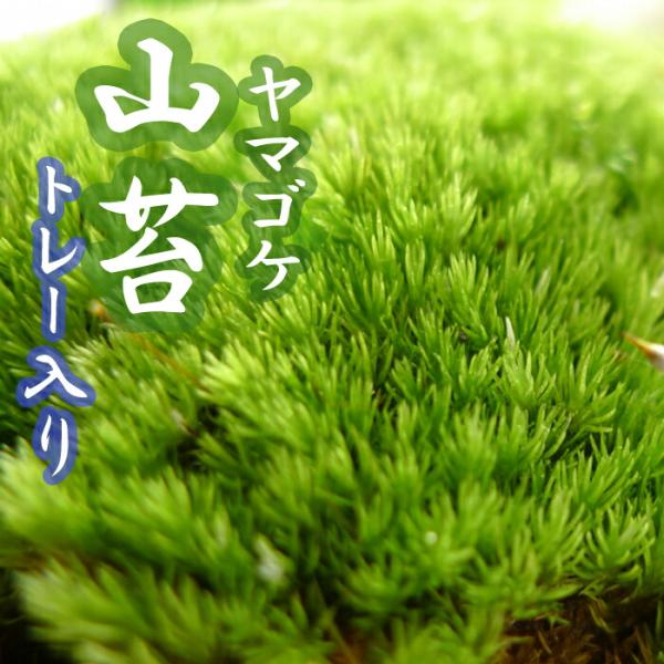 ※写真はイメージです。植物は色や形状など個体差がございます。【※※商品の特性上、発送までに１週間程度かかる場合がございます。※※】【※他の商品とは同梱できません※】ホソバオキナゴケ、マンジュウゴケともよばれ、盆栽をはじめ、幅広く利用できる苔...