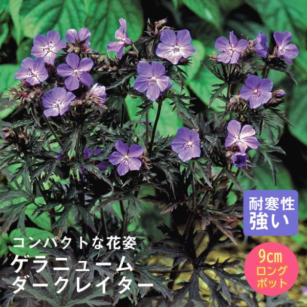 【こちらはご予約商品です】【発送時期の異なる商品とは同梱できません】発送時期が異なる商品を同時注文される場合、別送となるため追加で送料が発生します！発送時期については商品名・配送予定欄にてご確認いただくか、事前に同梱可能かお問合せください。...