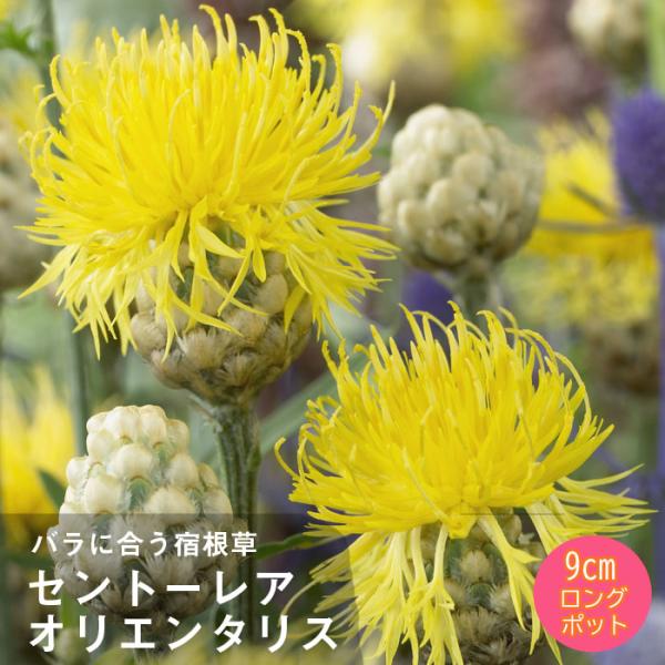 【こちらはご予約商品です】【発送時期の異なる商品とは同梱できません】発送時期が異なる商品を同時注文される場合、別送となるため追加で送料が発生します！発送時期については商品名・配送予定欄にてご確認いただくか、事前に同梱可能かお問合せください。...