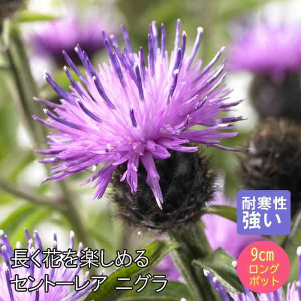 【こちらはご予約商品です】【発送時期の異なる商品とは同梱できません】発送時期が異なる商品を同時注文される場合、別送となるため追加で送料が発生します！発送時期については商品名・配送予定欄にてご確認いただくか、事前に同梱可能かお問合せください。...