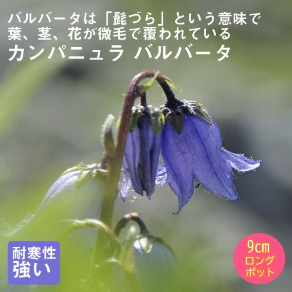 【発送時期の異なる商品とは同梱できません】発送時期が異なる商品を同時注文される場合、別送となるため追加で送料が発生します！発送時期については商品名・配送予定欄にてご確認いただくか、事前に同梱可能かお問合せください。※写真はイメージです。植物...
