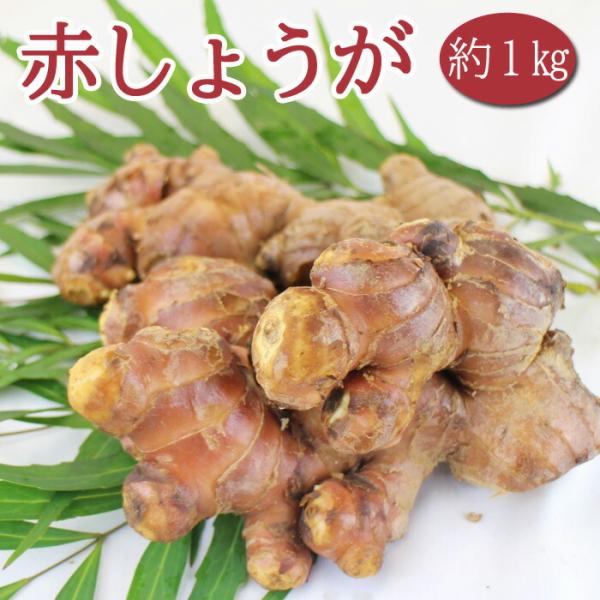 【こちらはご予約商品です】【発送時期の異なる商品とは同梱できません】発送時期が異なる商品を同時注文される場合、別送となるため追加で送料が発生します！発送時期については商品名・配送予定欄にてご確認いただくか、事前に同梱可能かお問合せください。...