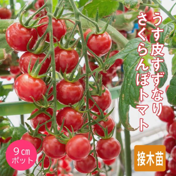 hananoyamato-online_1- hananoyamato-online_1-