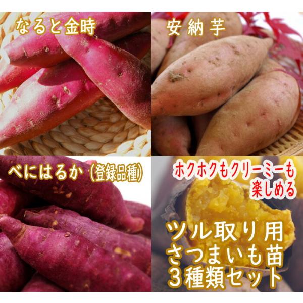【こちらはご予約商品です】【発送時期の異なる商品とは同梱できません】発送時期が異なる商品を同時注文される場合、別送となるため追加で送料が発生します！発送時期については商品名・配送予定欄にてご確認いただくか、事前に同梱可能かお問合せください。...
