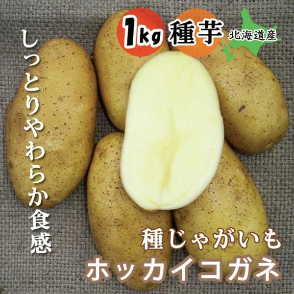 【発送時期の異なる商品とは同梱できません】発送時期が異なる商品を同時注文される場合、別送となるため追加で送料が発生します！発送時期については商品名・配送予定欄にてご確認いただくか、事前に同梱可能かお問合せください。※写真はイメージです。植物...