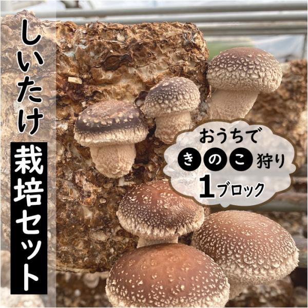 【こちらはご予約商品です】【発送時期の異なる商品とは同梱できません】発送時期が異なる商品を同時注文される場合、別送となるため追加で送料が発生します！発送時期については商品名・配送予定欄にてご確認いただくか、事前に同梱可能かお問合せください。...