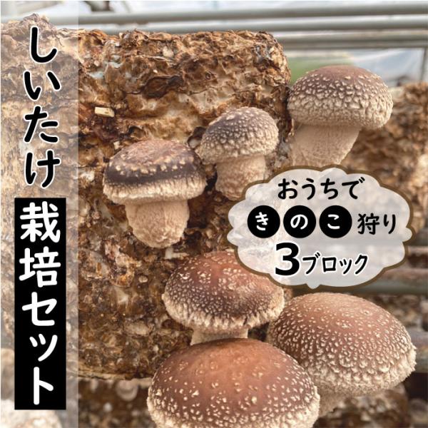 【こちらはご予約商品です】【発送時期の異なる商品とは同梱できません】発送時期が異なる商品を同時注文される場合、別送となるため追加で送料が発生します！発送時期については商品名・配送予定欄にてご確認いただくか、事前に同梱可能かお問合せください。...