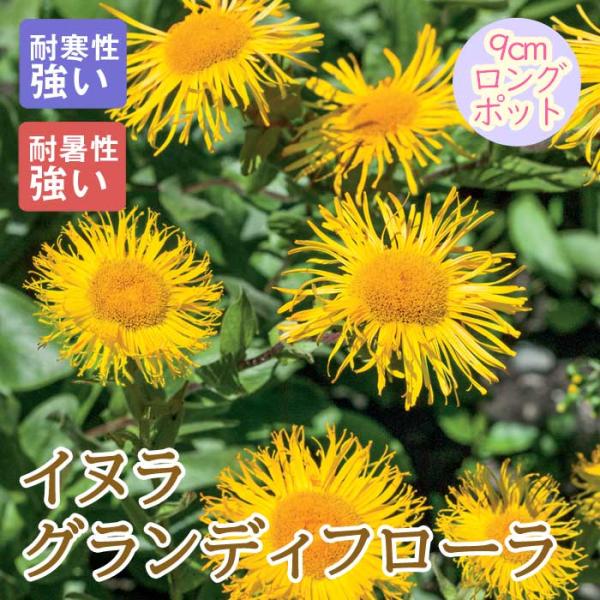 【こちらはご予約商品です】【発送時期の異なる商品とは同梱できません】発送時期が異なる商品を同時注文される場合、別送となるため追加で送料が発生します！発送時期については商品名・配送予定欄にてご確認いただくか、事前に同梱可能かお問合せください。...