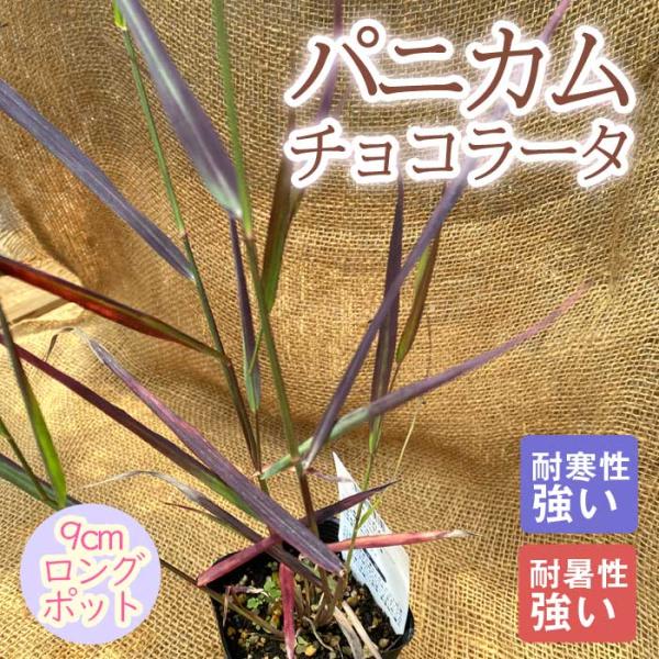 【こちらはご予約商品です】【発送時期の異なる商品とは同梱できません】発送時期が異なる商品を同時注文される場合、別送となるため追加で送料が発生します！発送時期については商品名・配送予定欄にてご確認いただくか、事前に同梱可能かお問合せください。...