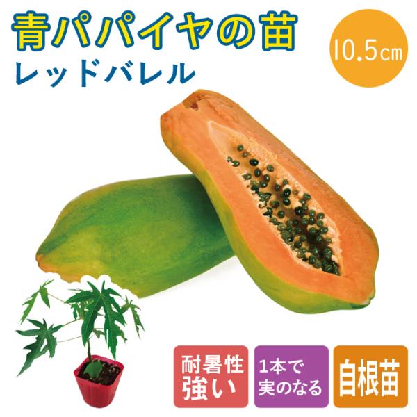 【発送時期の異なる商品とは同梱できません】発送時期が異なる商品を同時注文される場合、別送となるため追加で送料が発生します！発送時期については商品名・配送予定欄にてご確認いただくか、事前に同梱可能かお問合せください。※写真はイメージです。植物...
