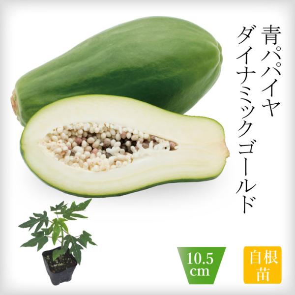 【こちらはご予約商品です】【発送時期の異なる商品とは同梱できません】発送時期が異なる商品を同時注文される場合、別送となるため追加で送料が発生します！発送時期については商品名・配送予定欄にてご確認いただくか、事前に同梱可能かお問合せください。...