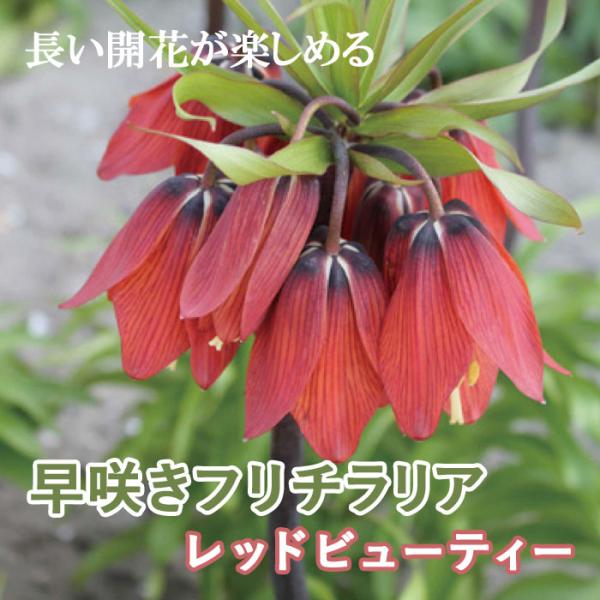 【発送時期の異なる商品とは同梱できません】発送時期が異なる商品を同時注文される場合、別送となるため追加で送料が発生します！発送時期については商品名・配送予定欄にてご確認いただくか、事前に同梱可能かお問合せください。※写真はイメージです。植物...