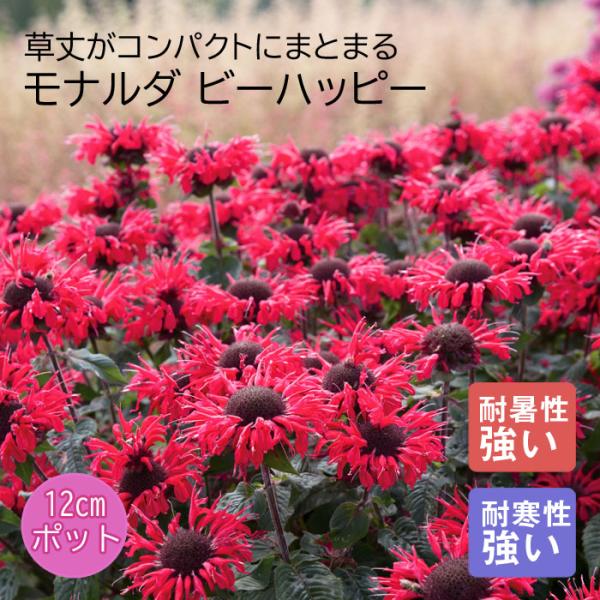 【発送時期の異なる商品とは同梱できません】※写真はイメージです。植物は色や形状など個体差がございます。シソ科の宿根草で初夏〜夏にかけて濃桃の大輪の花を沢山咲かせます。草丈は従来品種に比べ約４０ｃｍとコンパクトもまとまり草姿が美しくまとまりま...