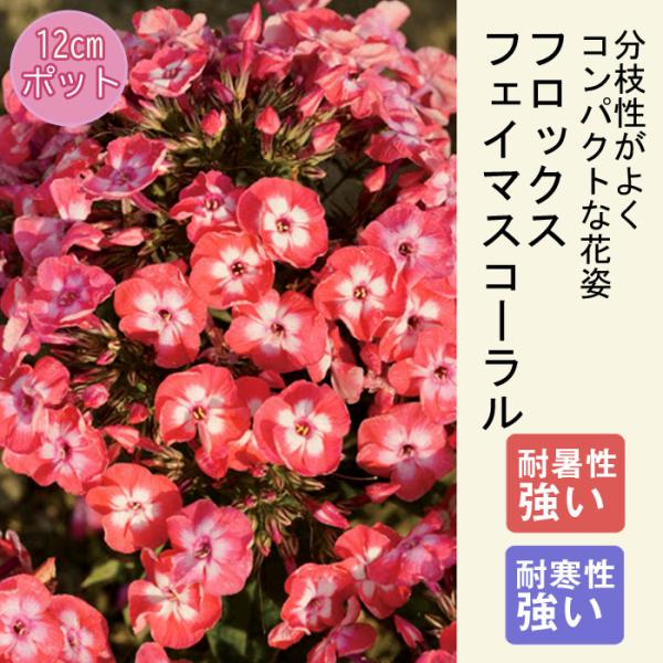 【発送時期の異なる商品とは同梱できません】発送時期が異なる商品を同時注文される場合、別送となるため追加で送料が発生します！発送時期については商品名・配送予定欄にてご確認いただくか、事前に同梱可能かお問合せください。≪基本情報≫科　名：ハナシ...
