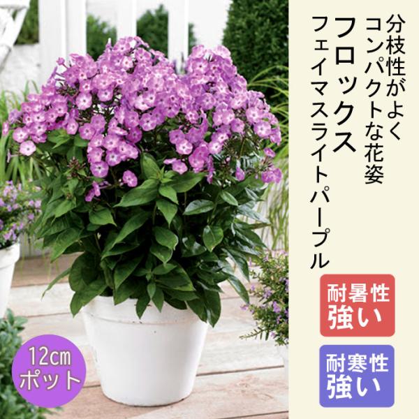 【発送時期の異なる商品とは同梱できません】※写真はイメージです。植物は色や形状など個体差がございます。ハナシノブ科の宿根草で『オイランソウ』の仲間です。コンパクトにまとまり分枝性が良い新品種。初夏から夏にかけて弁底が白の紫花を咲かせます。性...