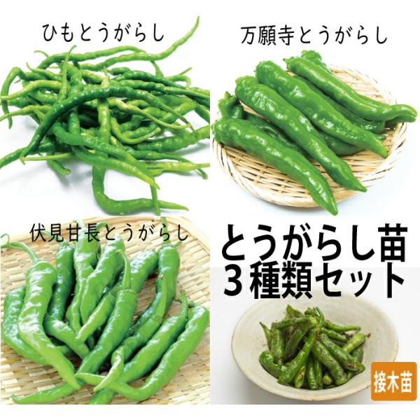 【こちらはご予約商品です】【発送時期の異なる商品とは同梱できません】発送時期が異なる商品を同時注文される場合、別送となるため追加で送料が発生します！発送時期については商品名・配送予定欄にてご確認いただくか、事前に同梱可能かお問合せください。...