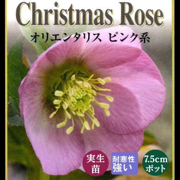 【発送時期の異なる商品とは同梱できません】発送時期が異なる商品を同時注文される場合、別送となるため追加で送料が発生します！発送時期については商品名・配送予定欄にてご確認いただくか、事前に同梱可能かお問合せください。剪定して出荷することがあり...