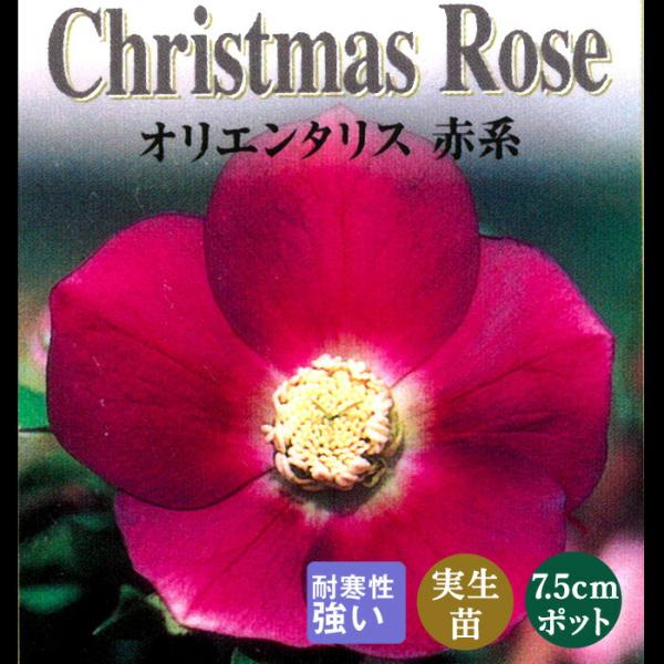 【発送時期の異なる商品とは同梱できません】発送時期が異なる商品を同時注文される場合、別送となるため追加で送料が発生します！発送時期については商品名・配送予定欄にてご確認いただくか、事前に同梱可能かお問合せください。剪定して出荷することがあり...