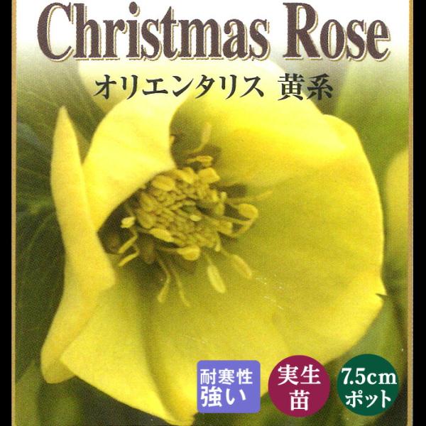 【発送時期の異なる商品とは同梱できません】発送時期が異なる商品を同時注文される場合、別送となるため追加で送料が発生します！発送時期については商品名・配送予定欄にてご確認いただくか、事前に同梱可能かお問合せください。剪定して出荷することがあり...