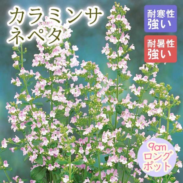 【発送時期の異なる商品とは同梱できません】発送時期が異なる商品を同時注文される場合、別送となるため追加で送料が発生します！発送時期については商品名・配送予定欄にてご確認いただくか、事前に同梱可能かお問合せください。※写真はイメージです。植物...