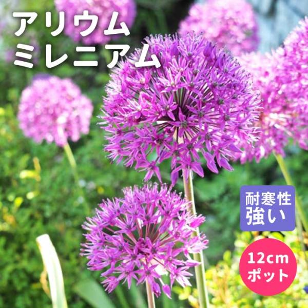 【こちらはご予約商品です】【発送時期の異なる商品とは同梱できません】発送時期が異なる商品を同時注文される場合、別送となるため追加で送料が発生します！発送時期については商品名・配送予定欄にてご確認いただくか、事前に同梱可能かお問合せください。...