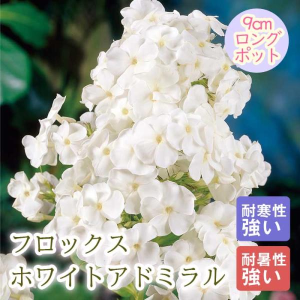 【発送時期の異なる商品とは同梱できません】発送時期が異なる商品を同時注文される場合、別送となるため追加で送料が発生します！発送時期については商品名・配送予定欄にてご確認いただくか、事前に同梱可能かお問合せください。※写真はイメージです。植物...