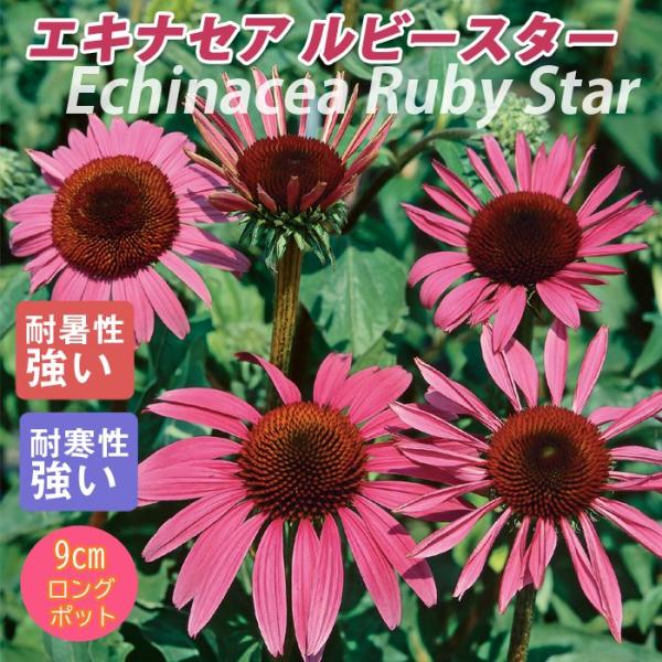 【発送時期の異なる商品とは同梱できません】発送時期が異なる商品を同時注文される場合、別送となるため追加で送料が発生します！発送時期については商品名・配送予定欄にてご確認いただくか、事前に同梱可能かお問合せください。※写真はイメージです。植物...