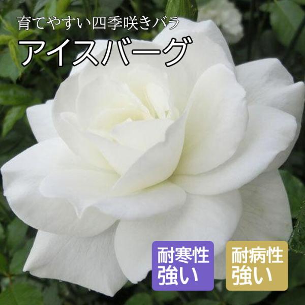 【※他の商品とは同梱できません※】異なる商品を同時注文される場合、別送となるため追加で送料が発生します！発送時期については商品名・配送予定欄にてご確認ください。※写真はイメージです。植物は色や形状など個体差がございます。純白色で一枝に5〜1...