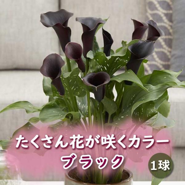 【発送時期の異なる商品とは同梱できません】発送時期が異なる商品を同時注文される場合、別送となるため追加で送料が発生します！発送時期については商品名・配送予定欄にてご確認いただくか、事前に同梱可能かお問合せください。※写真はイメージです。植物...