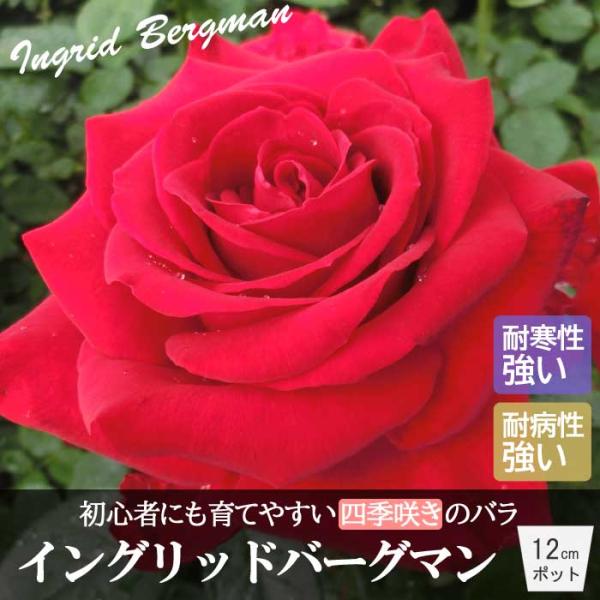 【※他の商品とは同梱できません※】異なる商品を同時注文される場合、別送となるため追加で送料が発生します！発送時期については商品名・配送予定欄にてご確認ください。※写真はイメージです。植物は色や形状など個体差がございます。優雅さのある巨大輪が...