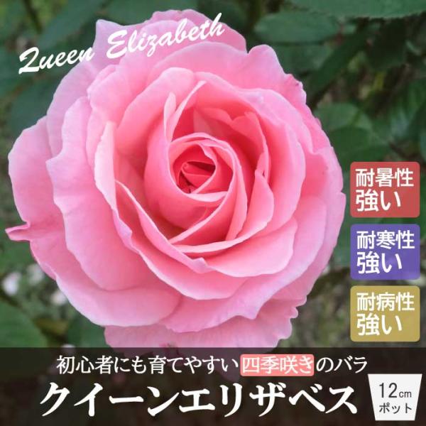 【※他の商品とは同梱できません※】異なる商品を同時注文される場合、別送となるため追加で送料が発生します！発送時期については商品名・配送予定欄にてご確認ください。※写真はイメージです。植物は色や形状など個体差がございます。＼ 世界バラ会議(W...