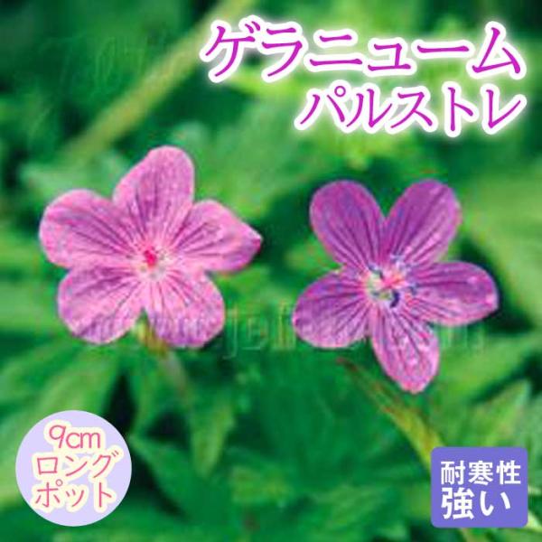【こちらはご予約商品です】【発送時期の異なる商品とは同梱できません】発送時期が異なる商品を同時注文される場合、別送となるため追加で送料が発生します！発送時期については商品名・配送予定欄にてご確認いただくか、事前に同梱可能かお問合せください。...