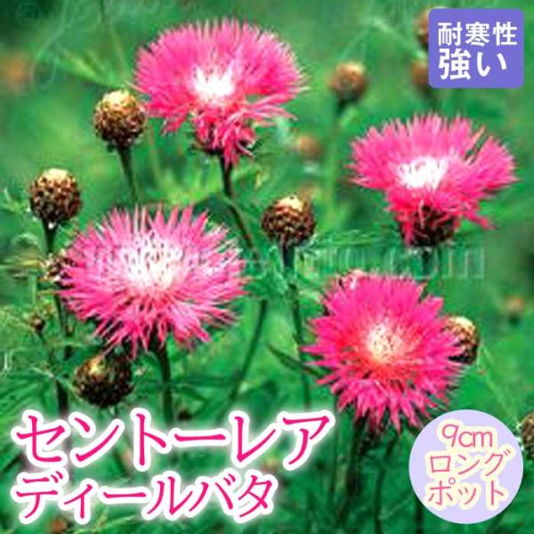 【こちらはご予約商品です】【発送時期の異なる商品とは同梱できません】発送時期が異なる商品を同時注文される場合、別送となるため追加で送料が発生します！発送時期については商品名・配送予定欄にてご確認いただくか、事前に同梱可能かお問合せください。...