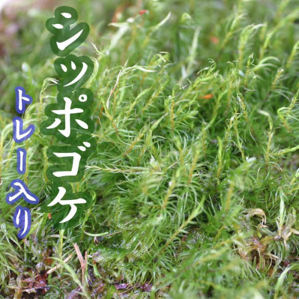 ※写真はイメージです。植物は色や形状など個体差がございます。【※※商品の特性上、発送までに１０日〜２週間程度かかる場合がございます。※※】【※※受注後は商品手配を進めますので、キャンセルはお受けできません。※※】【※メーカー直送品のため、コ...