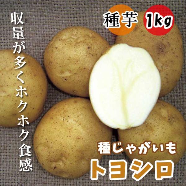 【発送時期の異なる商品とは同梱できません】発送時期が異なる商品を同時注文される場合、別送となるため追加で送料が発生します！発送時期については商品名・配送予定欄にてご確認いただくか、事前に同梱可能かお問合せください。※写真はイメージです。植物...