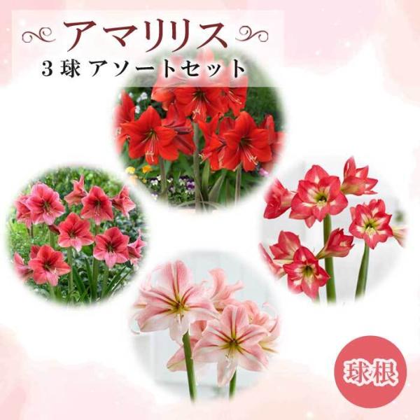 【発送時期の異なる商品とは同梱できません】発送時期が異なる商品を同時注文される場合、別送となるため追加で送料が発生します！発送時期については商品名・配送予定欄にてご確認いただくか、事前に同梱可能かお問合せください。※写真はイメージです。植物...