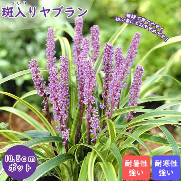 【発送時期の異なる商品とは同梱できません】発送時期が異なる商品を同時注文される場合、別送となるため追加で送料が発生します。発送時期については商品名・配送予定欄にてご確認いただくか、事前に同梱可能かお問合せください。※写真はイメージです。植物...