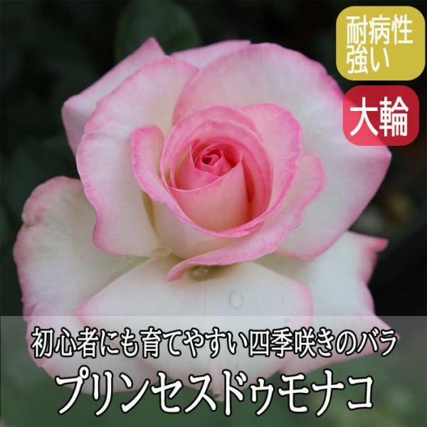 【※他の商品とは同梱できません※】異なる商品を同時注文される場合、別送となるため追加で送料が発生します！発送時期については商品名・配送予定欄にてご確認ください。※写真はイメージです。植物は色や形状など個体差がございます。気品に溢れる人気品種...