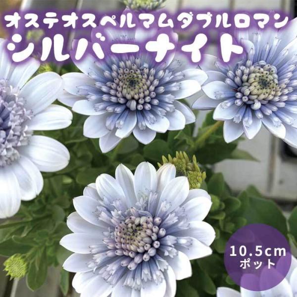 【こちらはご予約商品です】【発送時期の異なる商品とは同梱できません】発送時期が異なる商品を同時注文される場合、別送となるため追加で送料が発生します！発送時期については商品名・配送予定欄にてご確認いただくか、事前に同梱可能かお問合せください。...