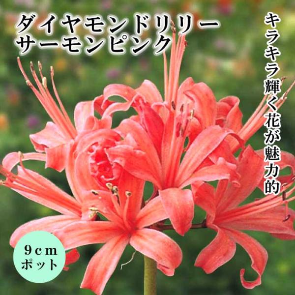 【発送時期の異なる商品とは同梱できません】発送時期が異なる商品を同時注文される場合、別送となるため追加で送料が発生します！発送時期については商品名・配送予定欄にてご確認いただくか、事前に同梱可能かお問合せください。※写真はイメージです。植物...