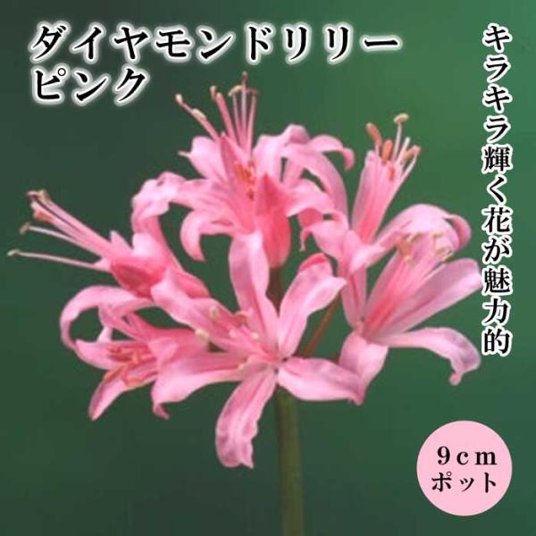 【発送時期の異なる商品とは同梱できません】発送時期が異なる商品を同時注文される場合、別送となるため追加で送料が発生します！発送時期については商品名・配送予定欄にてご確認いただくか、事前に同梱可能かお問合せください。※写真はイメージです。植物...