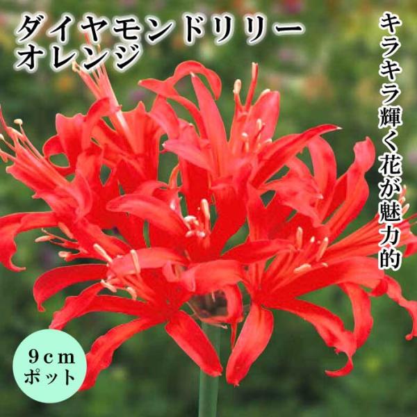 【発送時期の異なる商品とは同梱できません】発送時期が異なる商品を同時注文される場合、別送となるため追加で送料が発生します！発送時期については商品名・配送予定欄にてご確認いただくか、事前に同梱可能かお問合せください。※写真はイメージです。植物...