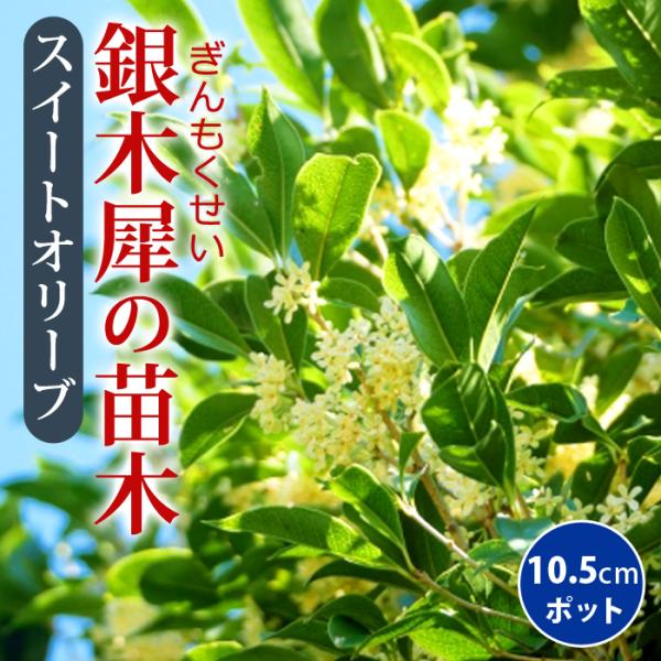 【発送時期の異なる商品とは同梱できません】異なる商品を同時注文される場合、別送となるため追加で送料が発生します！発送時期については商品名・配送予定欄にてご確認いただくか、お問い合わせください。※写真はイメージです。植物は色や形状など個体差が...